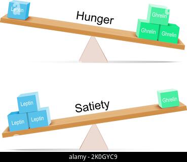Ghrelin and leptin. hormones that regulate appetite. Leptin the satiety ...
