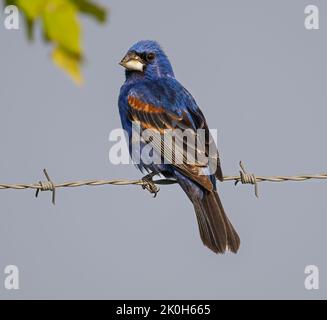 A closeup of a grosbeak bird standing on the shore of a lake Stock ...