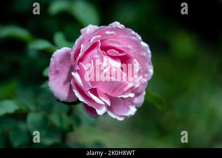 Close-up delicate Soeur Emmanuelle rose petals as nature background ...