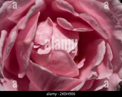 Close-up delicate Soeur Emmanuelle rose petals as nature background ...