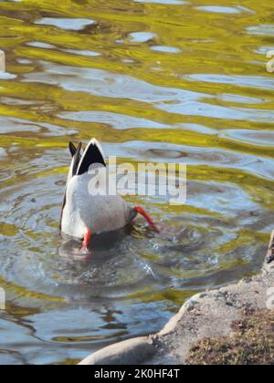 Mallard duck dipping head Stock Photo - Alamy