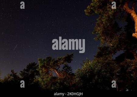 night sky over Dutch pines with star firmament slowly moving its ...
