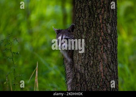 A beautiful shot of a raccoon hiding behind the tree in a forest Stock ...