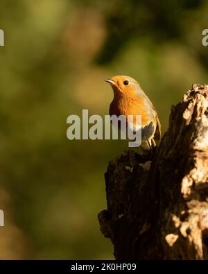 A vertical closeup shot of a Robin redbreast bird perched at dry grass ...