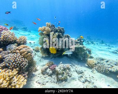 Tropical Bluecheek butterflyfish known as Chaetodon semilarvatus ...