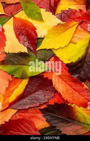 Wet autumn coloured leaves background. Fall leaves with raindrop Stock ...