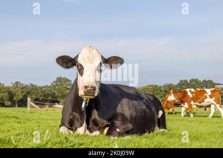 Large cow lies in the field, lying down happy in green grass, black and ...