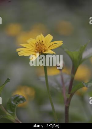 trailing daisy (Sphagneticola trilobata Stock Photo - Alamy