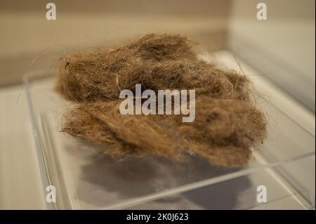 "Mamut" exhibition at CaixaForum on Mammoths, the Giants of Ice Age ...