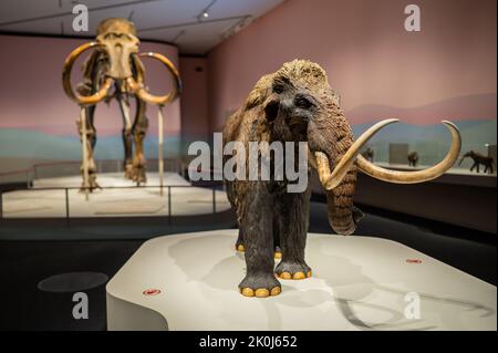 Woolly Mammoth (Mammuthus primigenius) and a small replica. "Mamut ...
