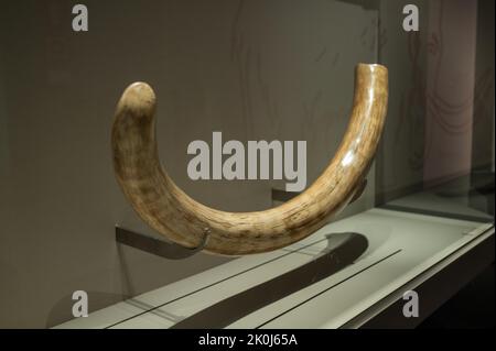 Female mammoth tusk. "Mamut" exhibition at CaixaForum on Mammoths, the ...