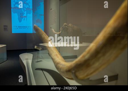 Female mammoth tusk. "Mamut" exhibition at CaixaForum on Mammoths, the ...