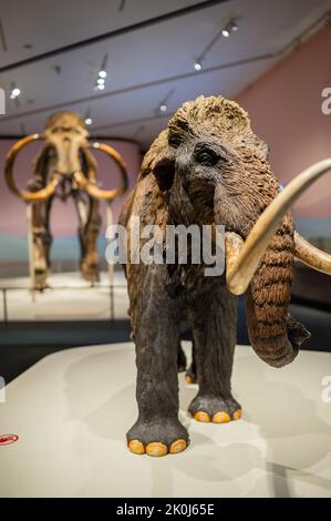 Woolly Mammoth (Mammuthus primigenius) and a small replica. "Mamut ...