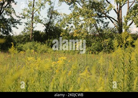 Summer meadow overgrown with lots of plants growing in the fields in a ...