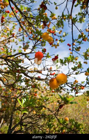 strawberry tree, Arbutus unedo, plants, Sardinia, Italy Stock Photo - Alamy