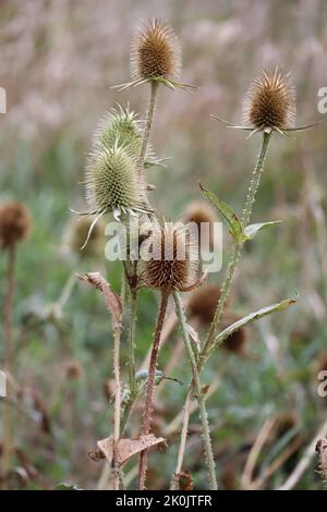 New and old wild teasel (Dipsacus fullonum) seed heads in late spring ...