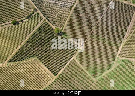 vineyards in Nizza Monferrato, Italy Stock Photo - Alamy