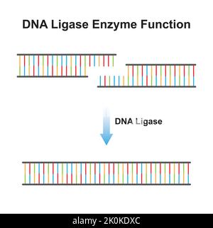 Scientific Designing of Helicase Enzyme Effect on DNA Molecule. From ...