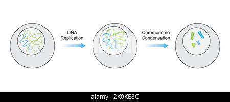 Scientific Designing of Condensation of DNA Filament During Cell ...