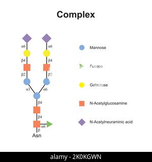 Scientific Designing of Complex N-glycan. Colorful Symbols. Vector ...