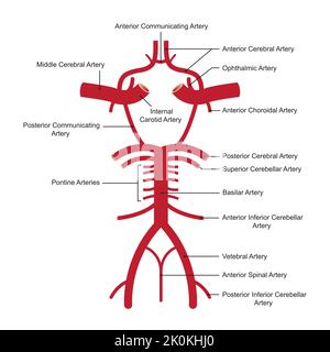 Scientific Designing of Willis Circle Structure. The Circulatory ...