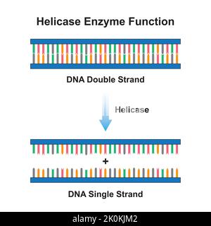 Scientific Designing of Helicase Enzyme Effect on DNA Molecule. From ...