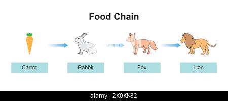 Scientific Designing of Food Chain. The Most Importante Relationship in ...