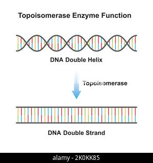 Scientific Designing of DNA Ligase Enzyme Effect on DNA Molecule ...