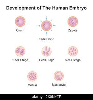 Scientific Designing of Human Embryo Development. Colorful Symbols ...