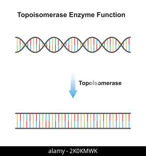 Scientific Designing of DNA Ligase Enzyme Effect on DNA Molecule ...