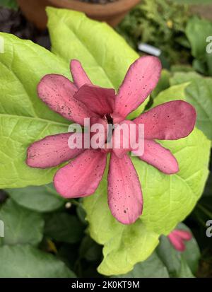 Close-up of summer flowering Calycanthus 'Aphrodite' - Sweetshrub ...