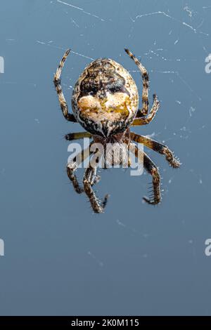 Cat-faced Spider (Araneus gemmoides) Waiting in her Web Stock Photo - Alamy