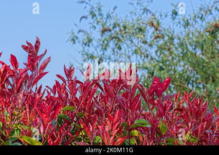 Photinia - red robin - hedge Stock Photo - Alamy
