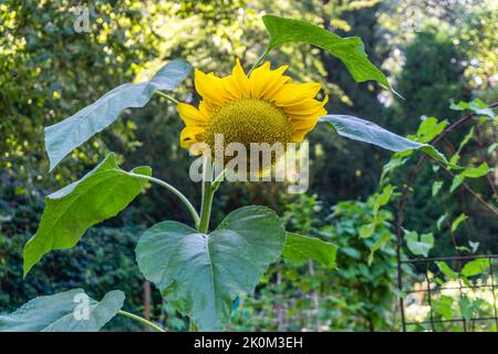 A heavy sunflower pulls down in a pea patch in Seattle, Washington ...