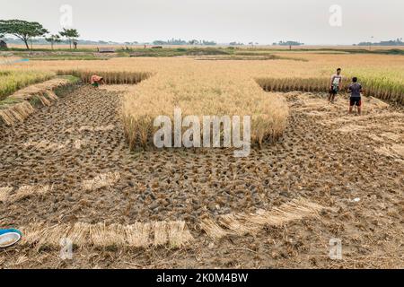 Small dam in rice fields in the dry season Stock Photo - Alamy