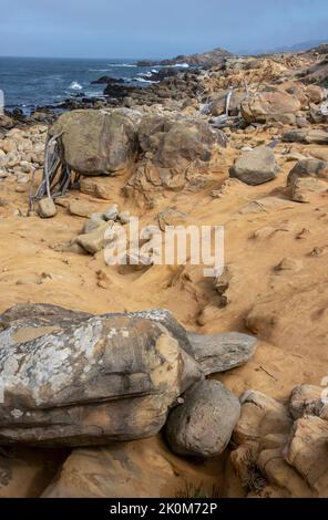 Salt Point is a rugged coastal area along the Sonoma County coastline ...