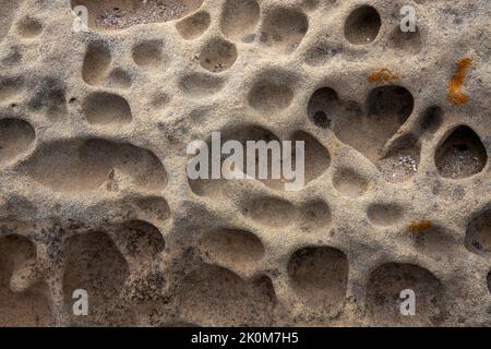 Salt Point is a rugged coastal area along the Sonoma County coastline ...
