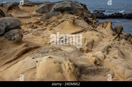 Salt Point is a rugged coastal area along the Sonoma County coastline ...