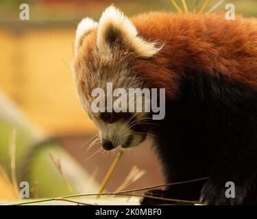 Closeup shot of the small red panda on the branch at Blijdorp Rotterdam ...