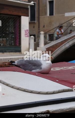 A beautiful white seagull on the Venice canal Stock Photo - Alamy