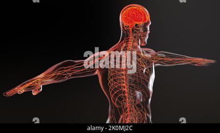 Central Organ of Human Nervous System Brain Anatomy Stock Photo - Alamy