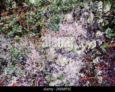 Small plants lichen and moss with red and blue berries among the green ...