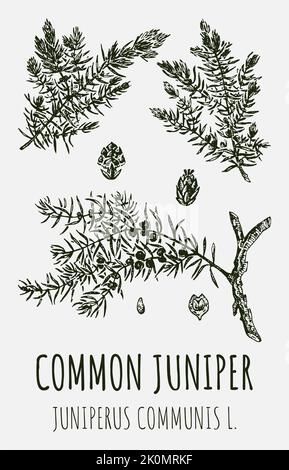Juniper branch line illustration. botanical illustration Stock Photo ...