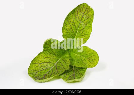Rai mustard plant is also known as the black mustard or Brassica ...