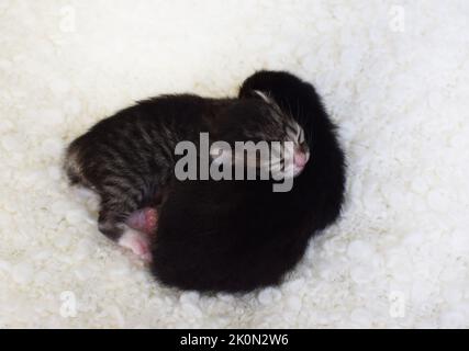 Two small newborn blind kittens lie in their hands. Kittens with short ...