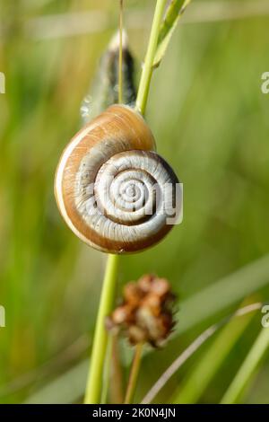 western heath snail (helicella itala) at quaking (briza media Stock ...