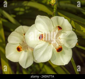 Beautiful pale yellow flower of Dietes bicolour, Wild Iris, drought ...
