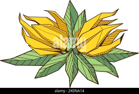 Colored hand drawind geometrical blossoming flower, Ylang-Ilang bud ...