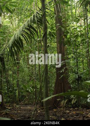fallen tree in the jungle of Costa Rica Stock Photo - Alamy