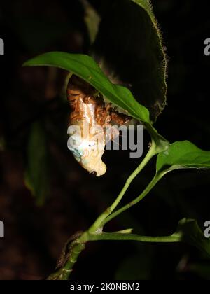 Cicada leaving its shell Stock Photo - Alamy